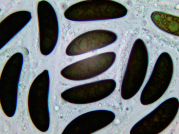 Rosellinia_corticium